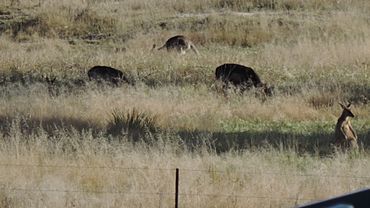 Lyra, Queensland for Kids