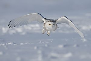 Snowy owl Facts for Kids
