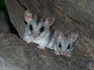 Black-tailed tree rat Facts for Kids