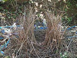 Bowerbird Facts for Kids