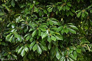 Rapanea variabilis Facts for Kids