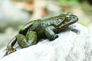 Sikkim paa frog Facts for Kids