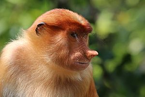 Proboscis monkey Facts for Kids