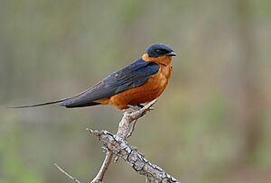 Red-breasted swallow Facts for Kids