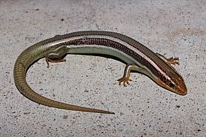 Western skink Facts for Kids
