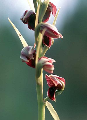 Giant orchid Facts for Kids