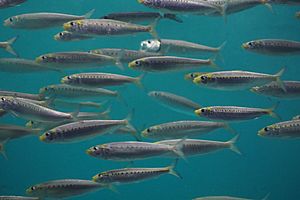 Sardinops Facts for Kids