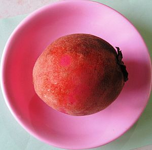 Velvet apple Facts for Kids