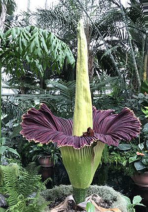 Corpse flower Facts for Kids