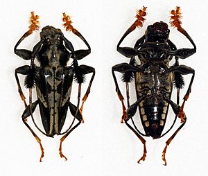 Discopus princeps Facts for Kids