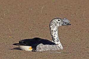 Knob-billed duck Facts for Kids