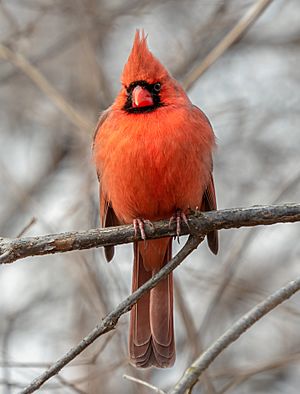 Cardinal (bird) Facts for Kids