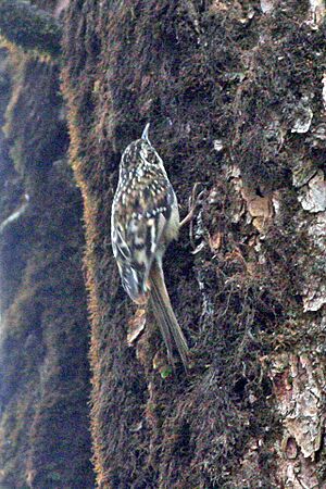 Sichuan treecreeper Facts for Kids