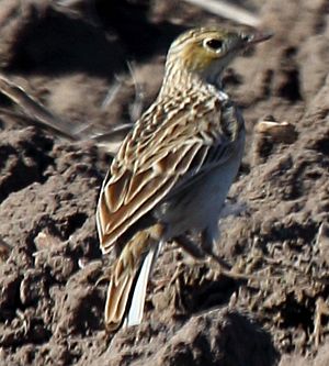 Sprague's pipit Facts for Kids