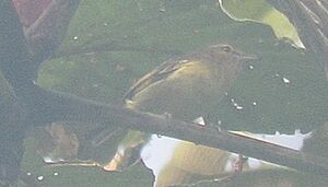 Chocó vireo Facts for Kids