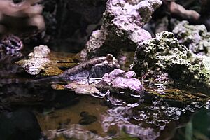 Atlantic mudskipper Facts for Kids