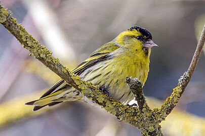 Eurasian siskin Facts for Kids