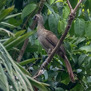 Buff-browed chachalaca Facts for Kids