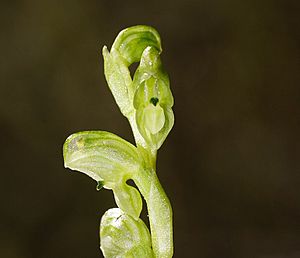 Pterostylis cycnocephala Facts for Kids