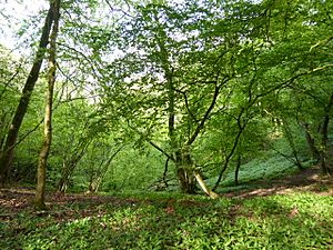 Rook Clift Facts for Kids