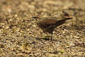 White-breasted mesite Facts for Kids