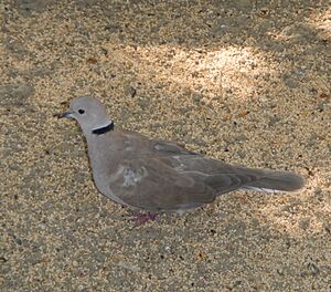 Sunda collared dove Facts for Kids