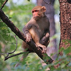 Rhesus macaque Facts for Kids