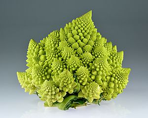Romanesco broccoli Facts for Kids