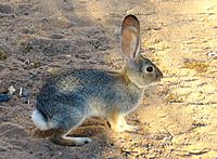 Rabbit Facts for Kids