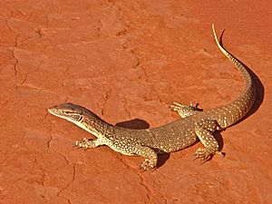 Sand goanna Facts for Kids