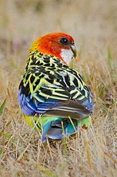 Eastern rosella Facts for Kids