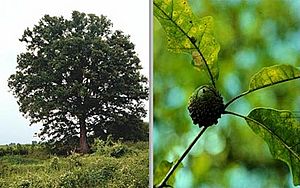 Overcup oak Facts for Kids