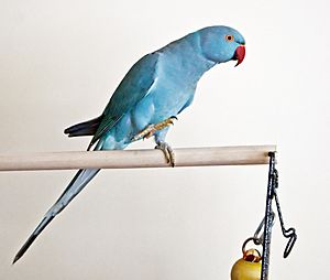 Rose-ringed parakeet Facts for Kids