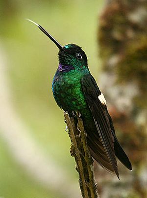 Buff-winged starfrontlet Facts for Kids