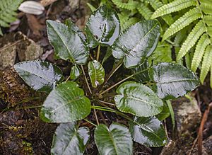 Gingerleaf cyanea Facts for Kids