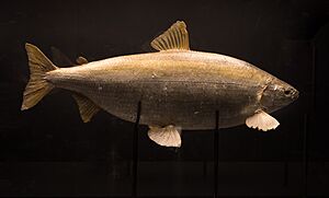 Coregonus fera Facts for Kids