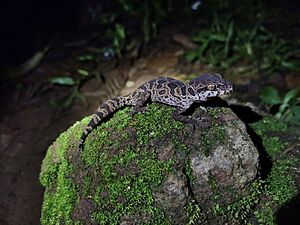 Jeypore Indian gecko Facts for Kids