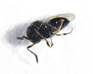 Trissolcus oenone Facts for Kids