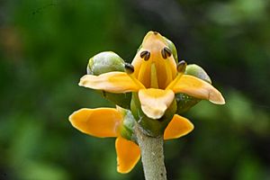 Grey mangrove Facts for Kids