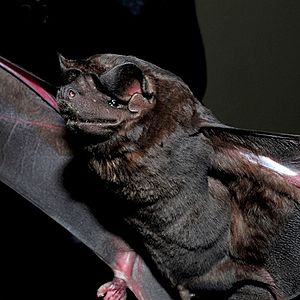 Black mastiff bat Facts for Kids
