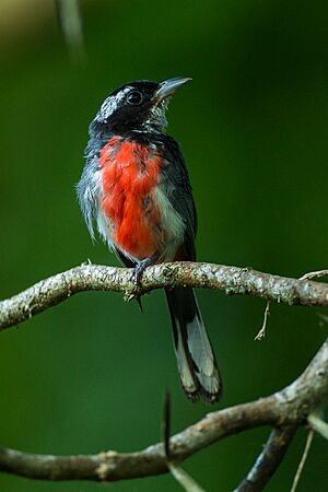 Red-breasted chat Facts for Kids