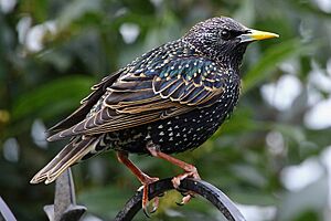 Starling Facts for Kids