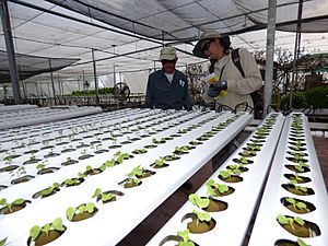 Ipomoea aquatica Facts for Kids
