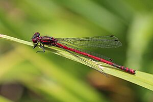 Large red damselfly Facts for Kids