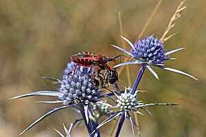 Assassin bug Facts for Kids