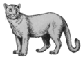 Felinae Facts for Kids