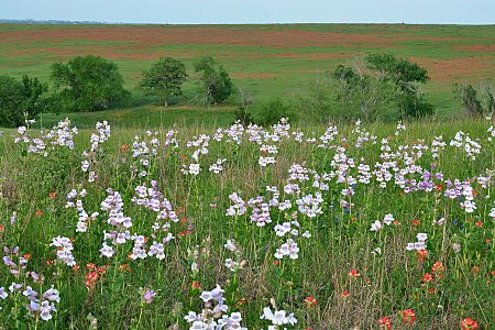 Texas Blackland Prairies Facts for Kids