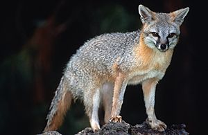 Gray fox Facts for Kids