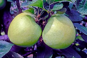 Lord Suffield (apple) Facts for Kids