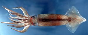 Northern shortfin squid Facts for Kids